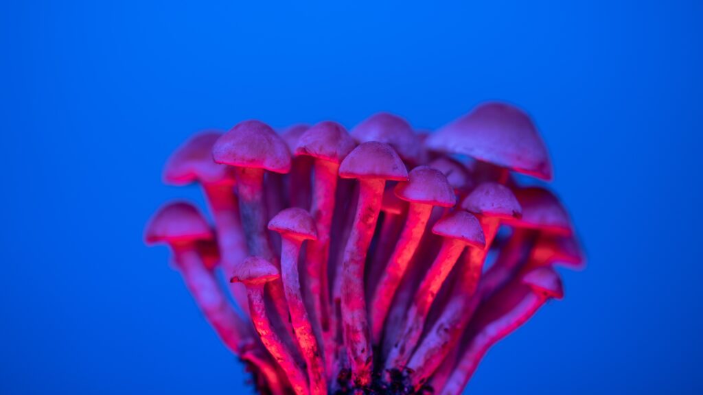 How To Microdose Psilocybin A Comprehensive Guide Microdosing Academy
